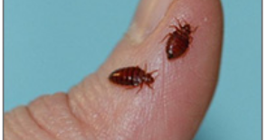 Ciri dan dampak digigit kepinding beserta penanganannya