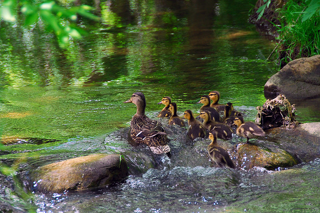 The Ducklings of Spring | The Ark In Space