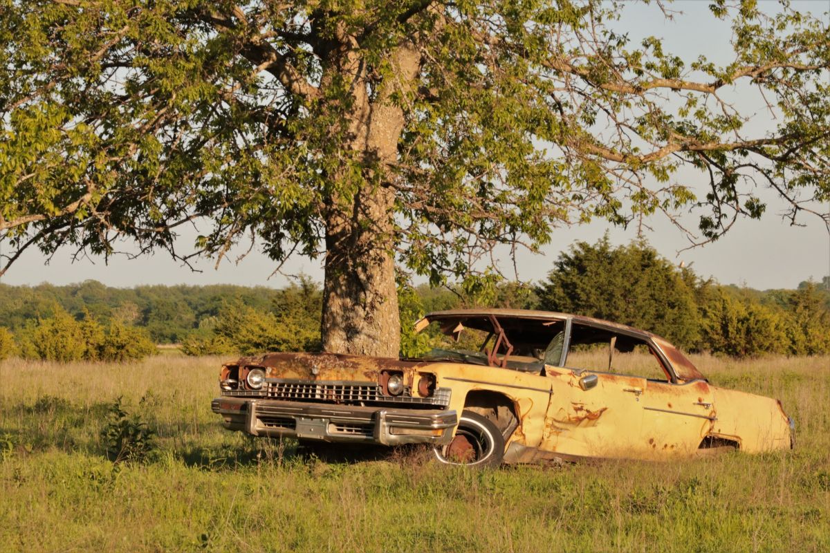 22 Amazing Photographs of Trees Growing Through Classic Cars ~ Vintage ...