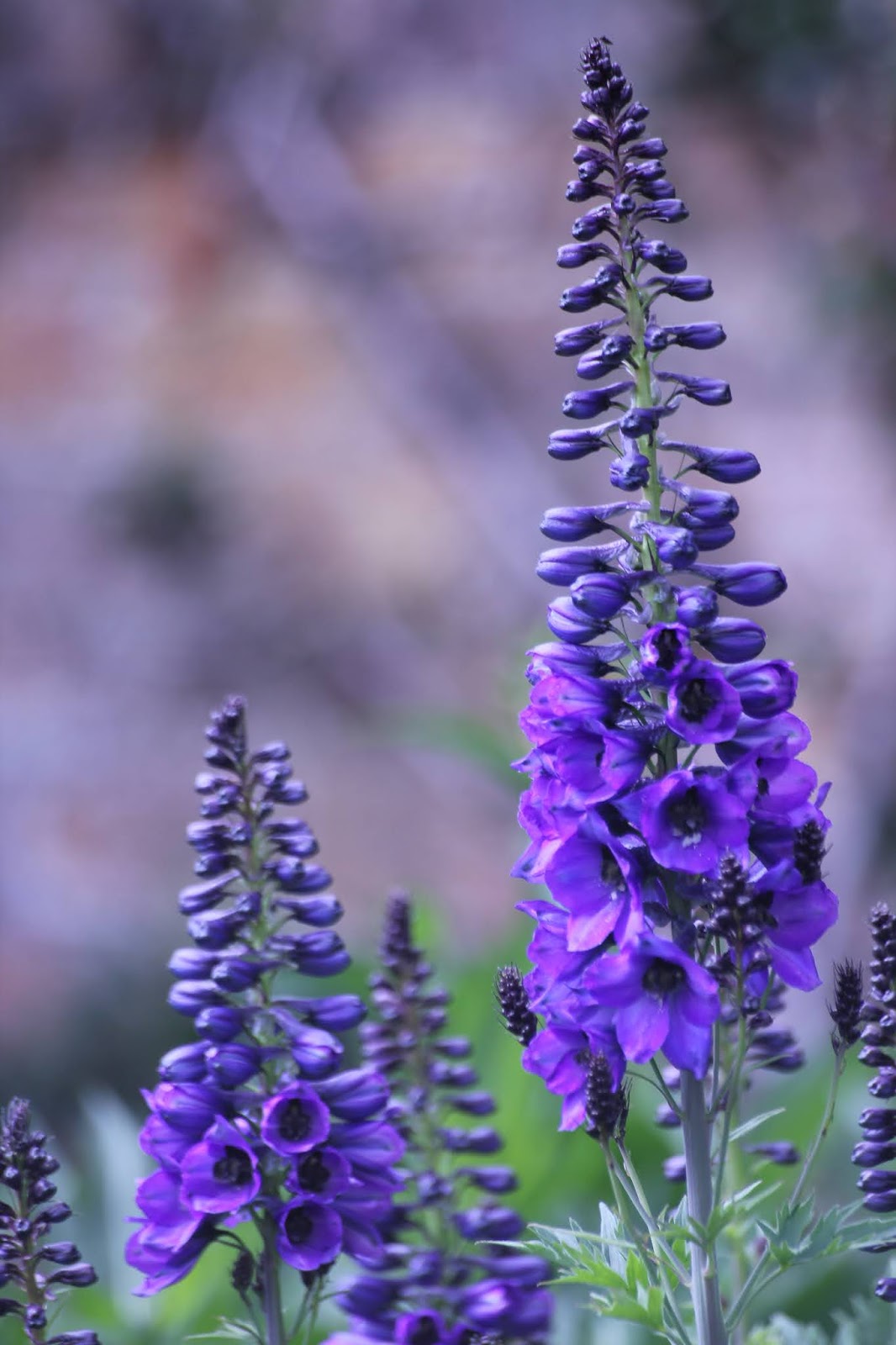 Covid-19, Lockdown Easing - A Rural Diary, Weeks 11 & 12