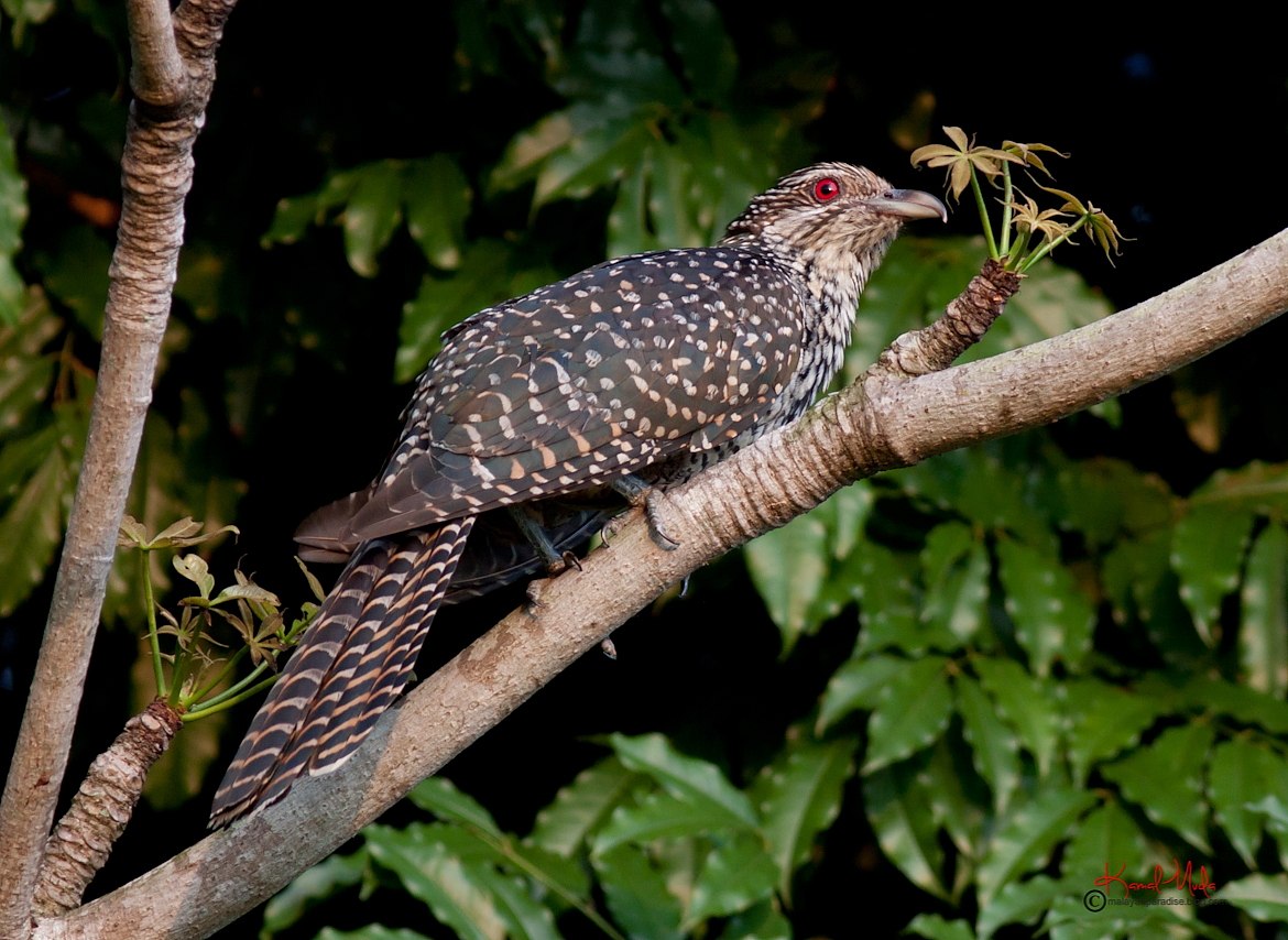 SOUTH EAST ASIA BIRDS - Malaysia birds paradise: Asian Koel (Eudynamys ...