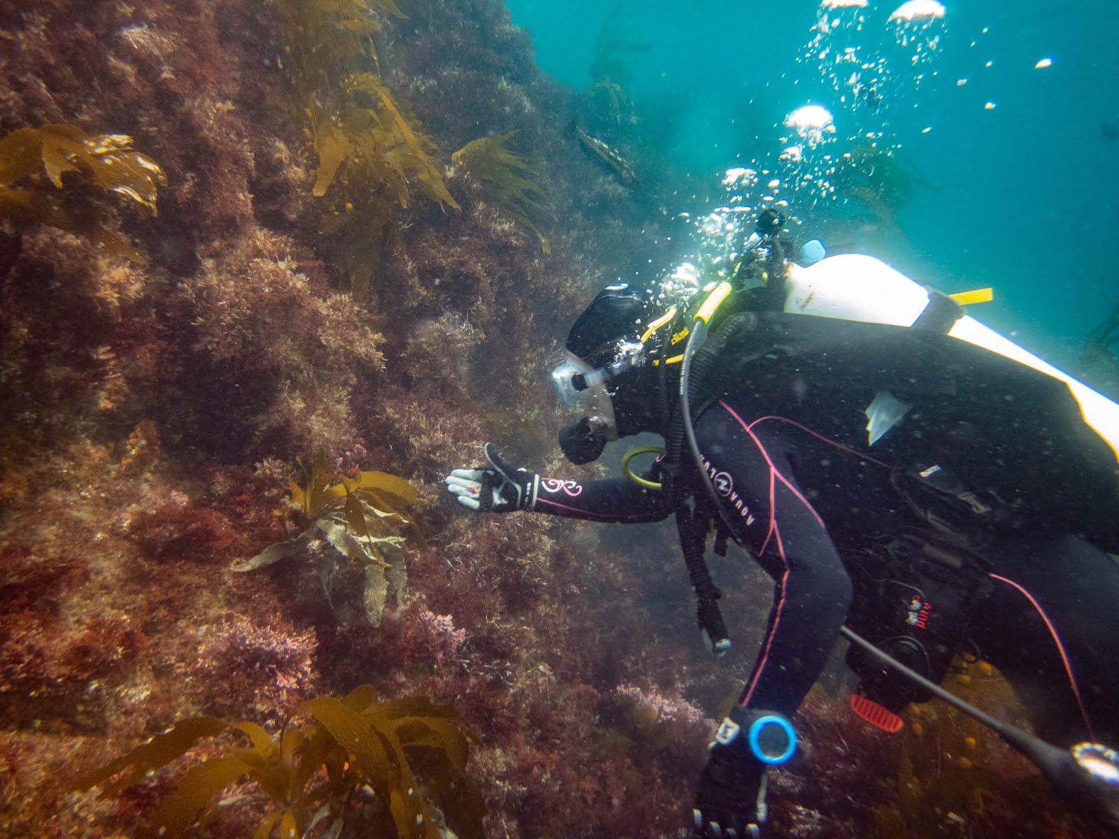Diving Anacapa With The Raptor Dive Boat - First Church of The Masochist