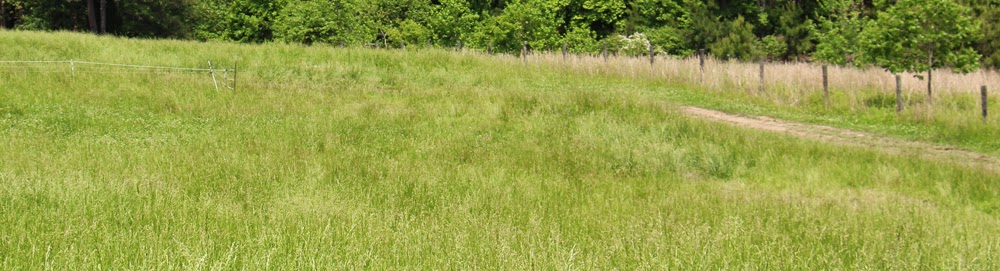 Groundbreaking Roots: Grass Farming at Many Fold Farm