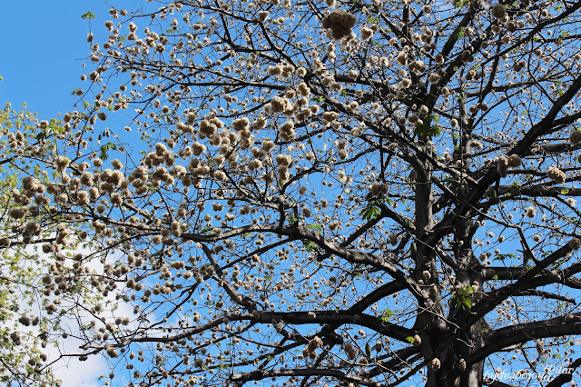 I Am A Photographer: The Cotton Tree