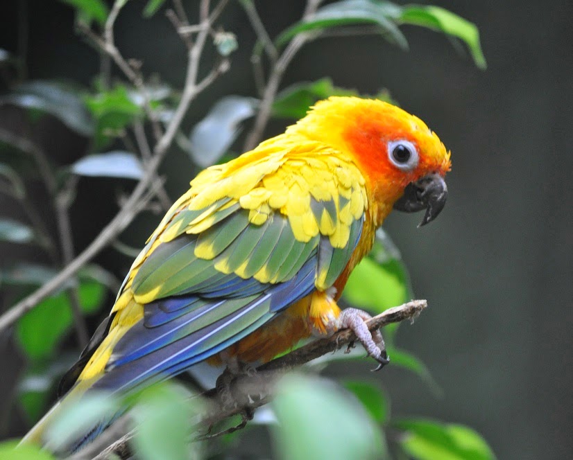 ZOOTOGRAFIANDO (6.100 ANIMALS): COTORRITA DEL SOL / SUN CONURE ...