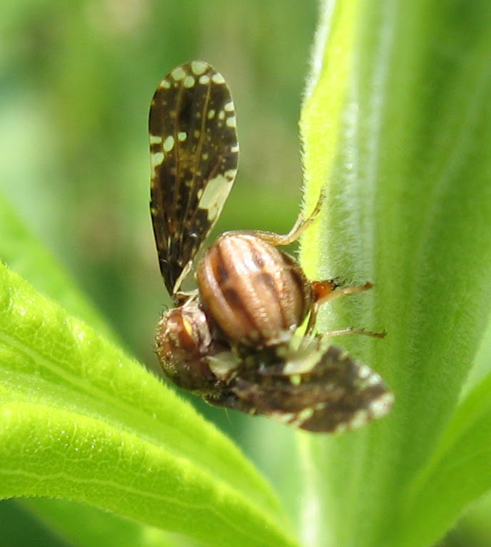 Tangled Web: Goldenrod Gall Fly (Eurosta solidaginis)