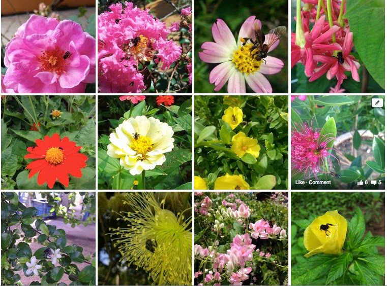 Bagaimana Cara Memulai Berternak Lebah Linot (Trigona) | Linöt Bee