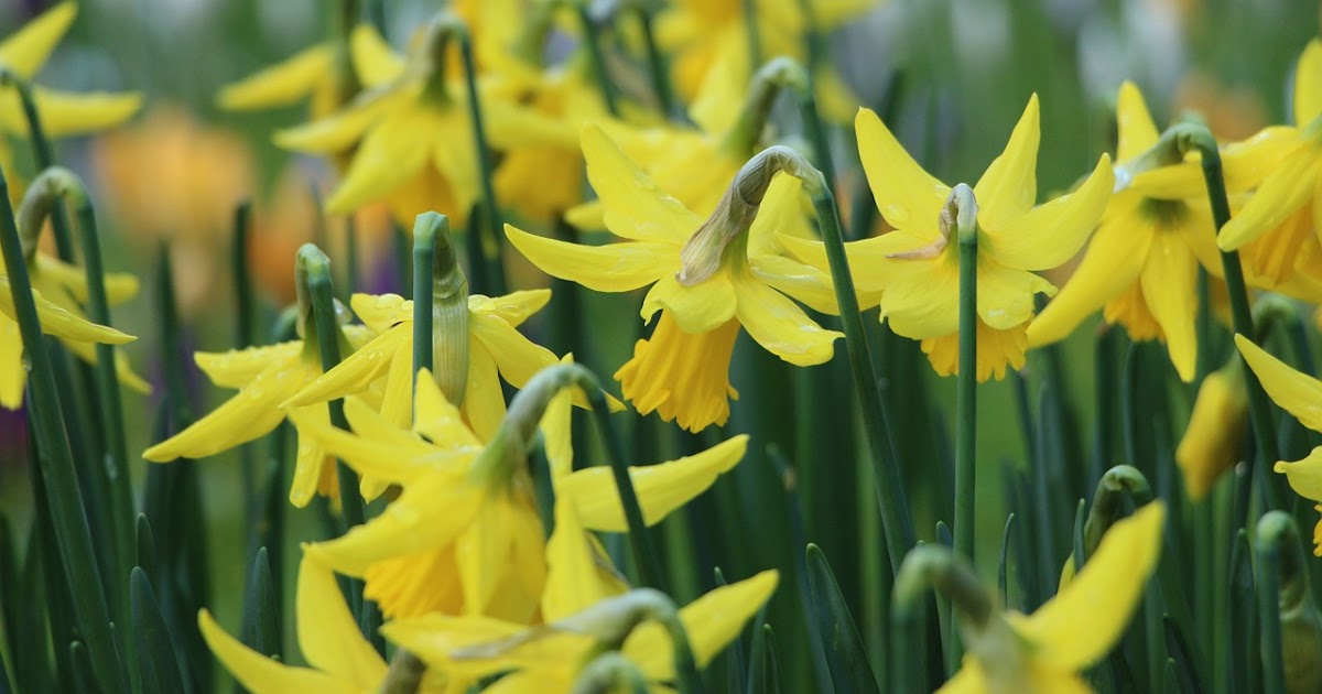 Poets Online - the blog: Wordsworth Daffodils with Dorothy and William