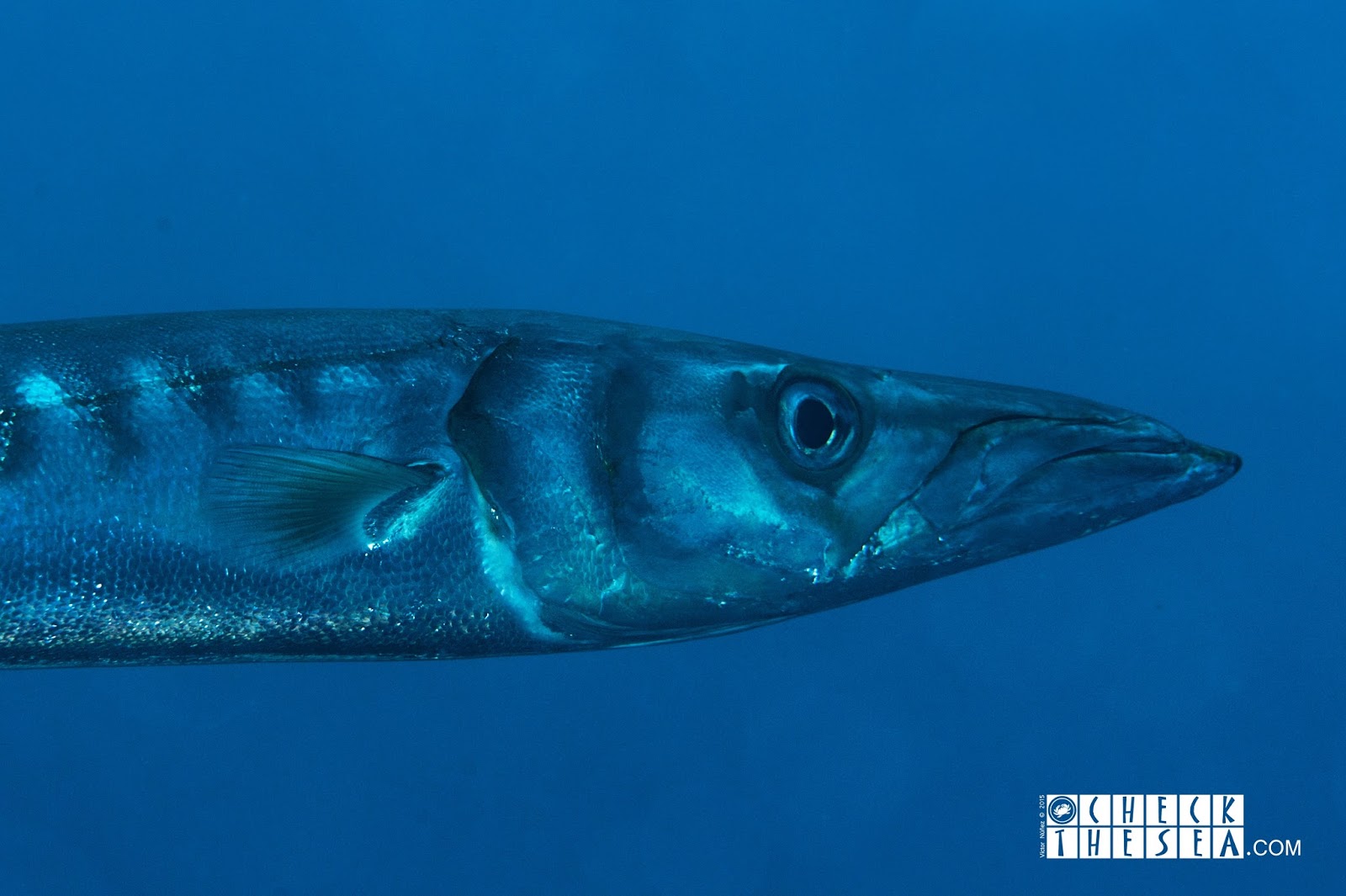 Check the Sea. Web de buceo y fotografía submarina de las Islas ...