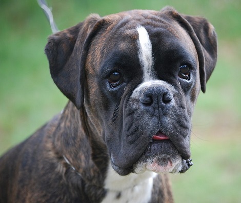 DOGS LOVER: Présentation d'une race : Le Boxer 🐾