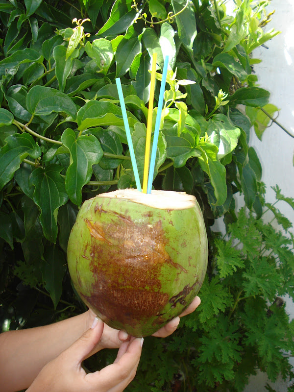 Canguçu em Cores: Coco-da-baia - Cocos nucifera - Princípios Ativos ...