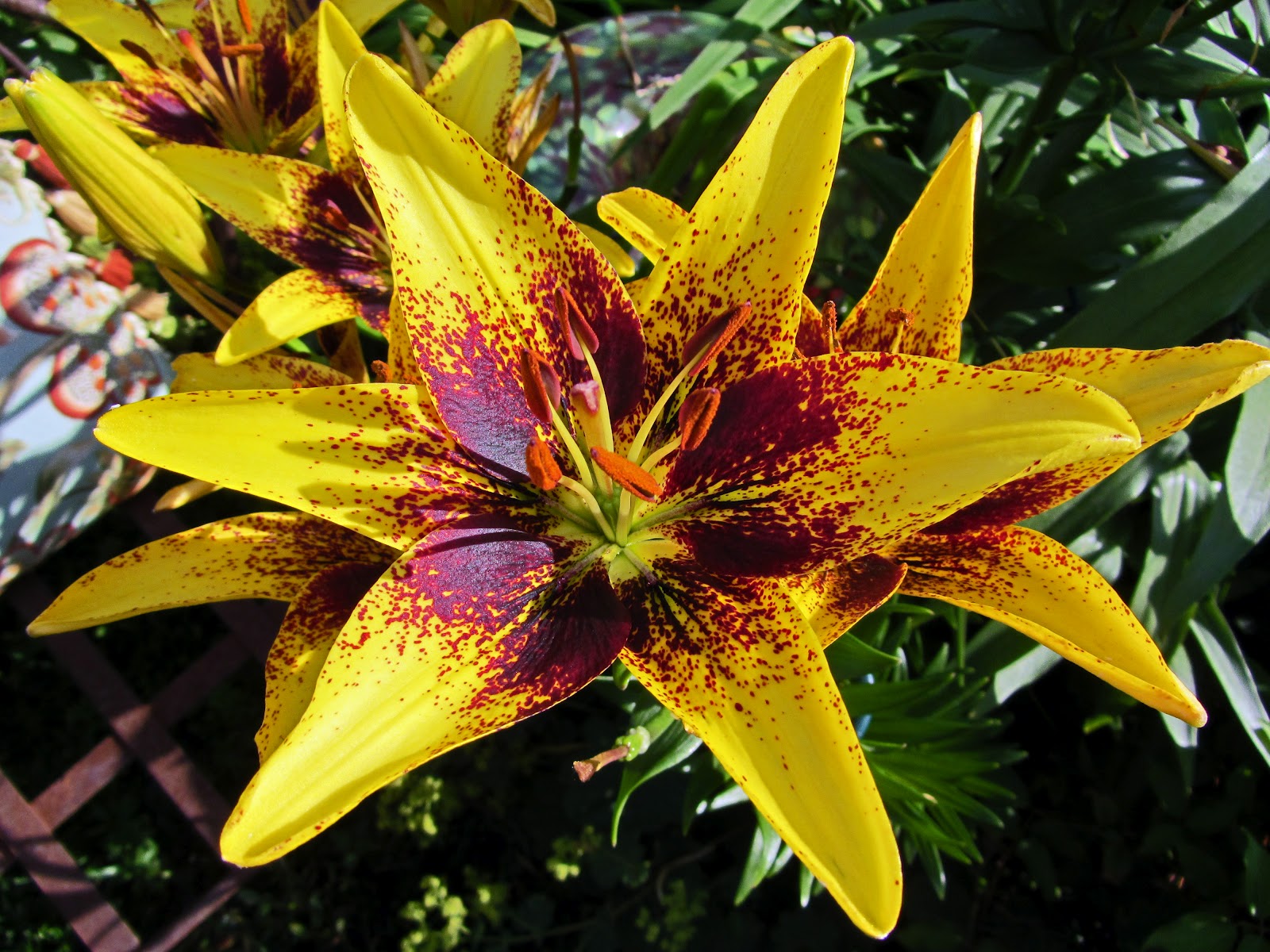 Gatsbys Gardens: Jun 17, 2012