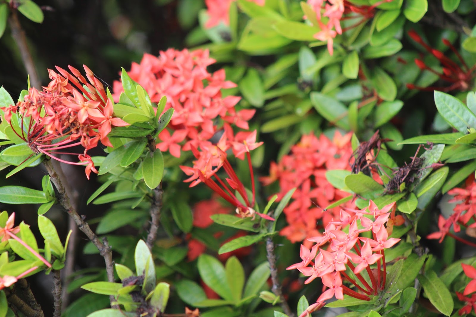 jcogtasPHOTOGRAPHY: SANTAN