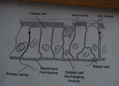 Ol Mother Hubbard: Science Fun- Specialised Cells. The Goblet Cell.