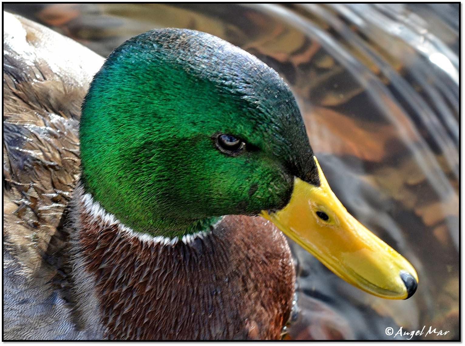 Flores y Bichos ***: Duck - Pato