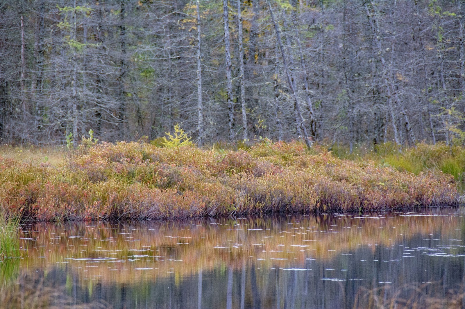 Carol's View Of New England: Moose Bog, Ferdinand VT