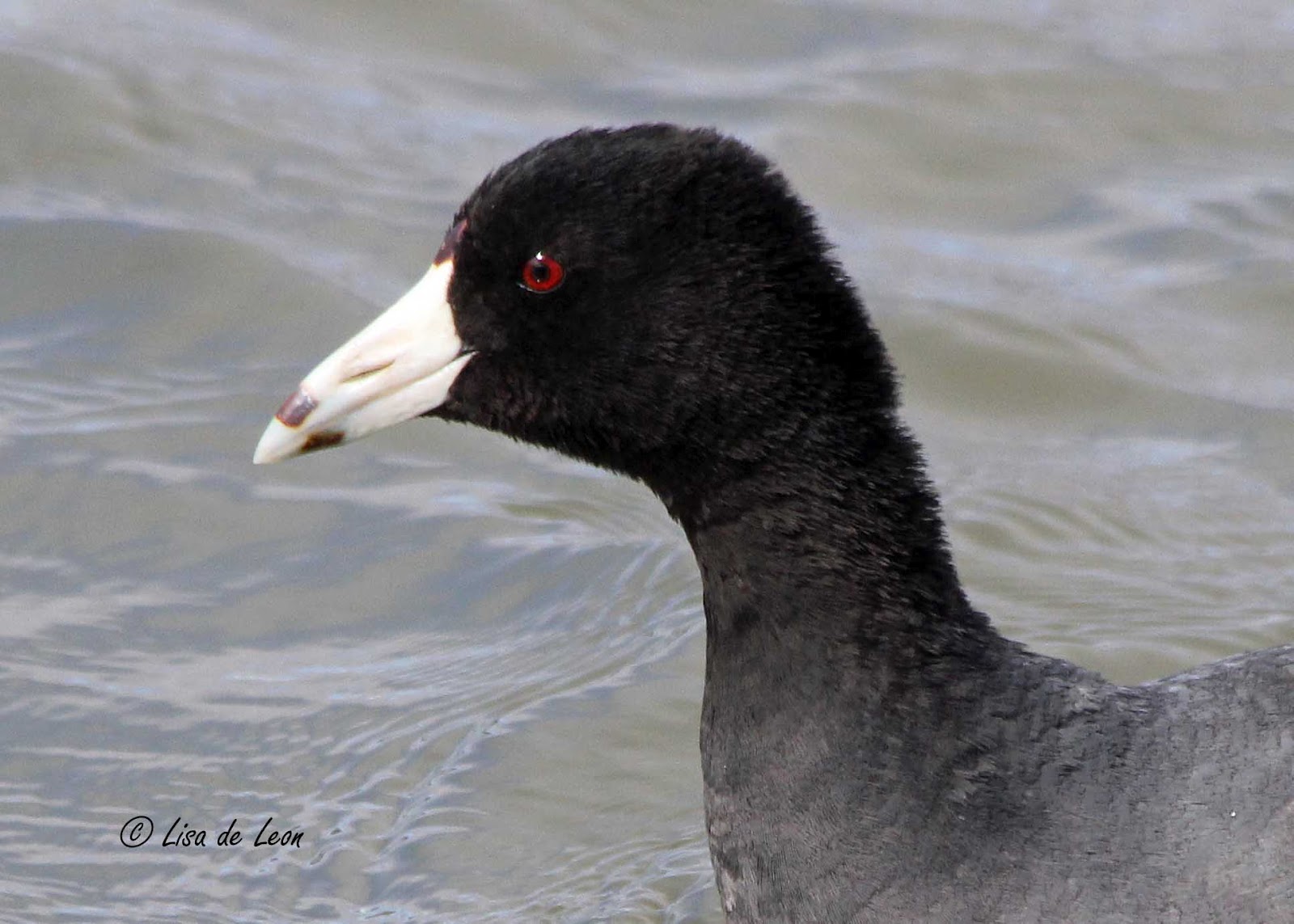 Birding with Lisa de Leon: The American Coots are Lingering