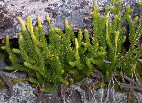 Medicina naturii: Plante B