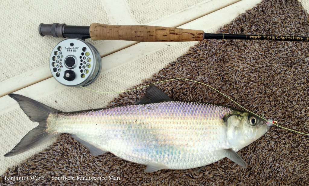 Southern Renaissance Man: James River VA Shad Fishing Report - April ...