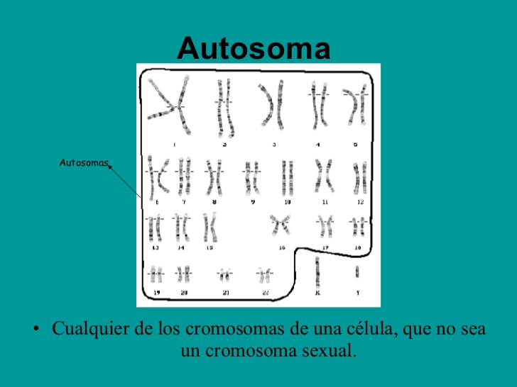 Embriología: Gametogénesis