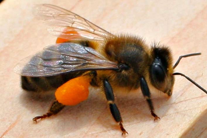 La Acequia: marzo 2014