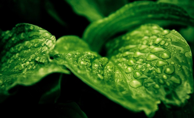 Transpirasi : Pengertian dan Faktor yang berperan dalam transpirasi ...