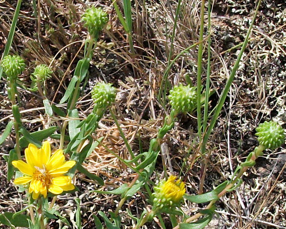 Prairie Wildflowers: Gumweed: Grindelia squarrosa
