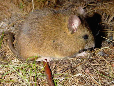 Animales Endémicos De Colombia : Rata espinosa