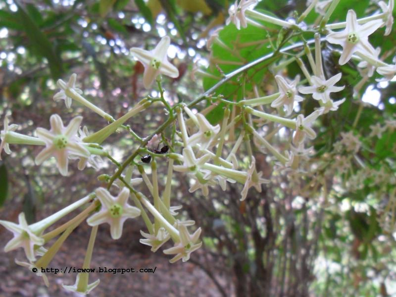 Hasnahena Ful(হাস্নাহেনা ফুল) - Cestrum nocturnum