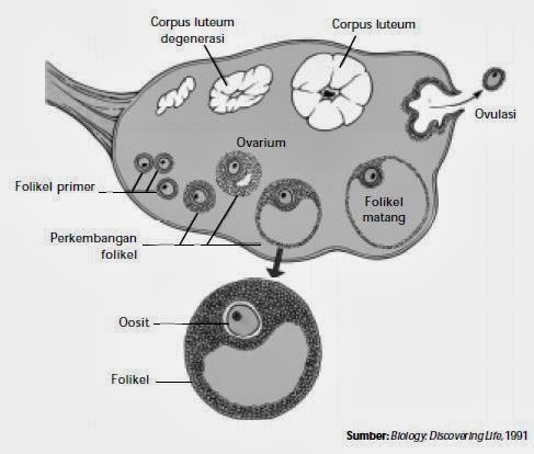 Penjelasan Tentang Gametogenesis | Biologi Indonesia