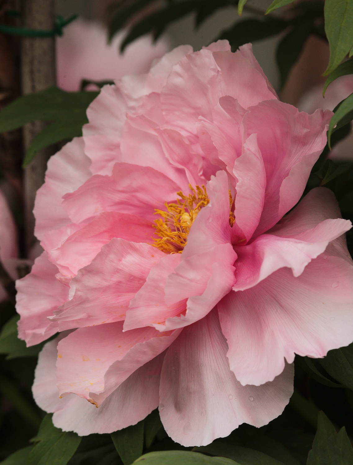 Fortnam Gardens: Spring delights