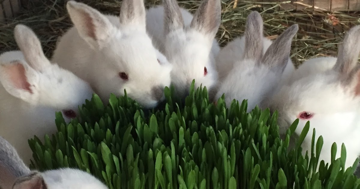 Gryphon Farms Silver Fox Rabbits: Consideration to Make PRIOR to ...