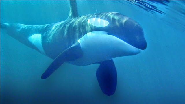 Orca - HD Wallpapers | Earth Blog