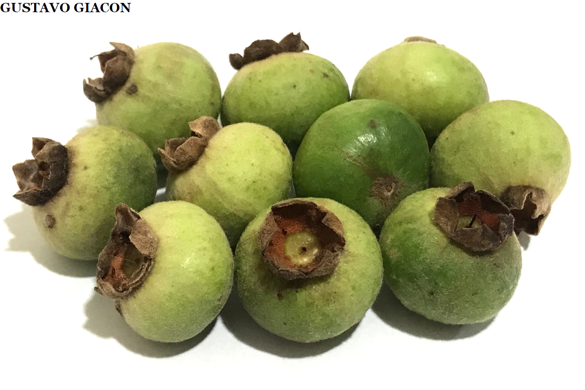 Viveiro Ciprest - Plantas Nativas e Exóticas: Guabiroba Rupestre de ...