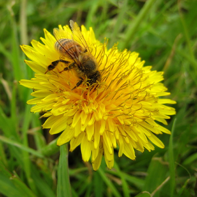 Spring and summer - bees and flowers-Sue Thompson - Beediverse Mason Bees