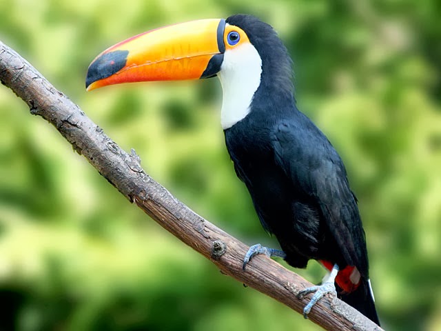 Animalia: ¿ Sabias Que? LOS TUCANES