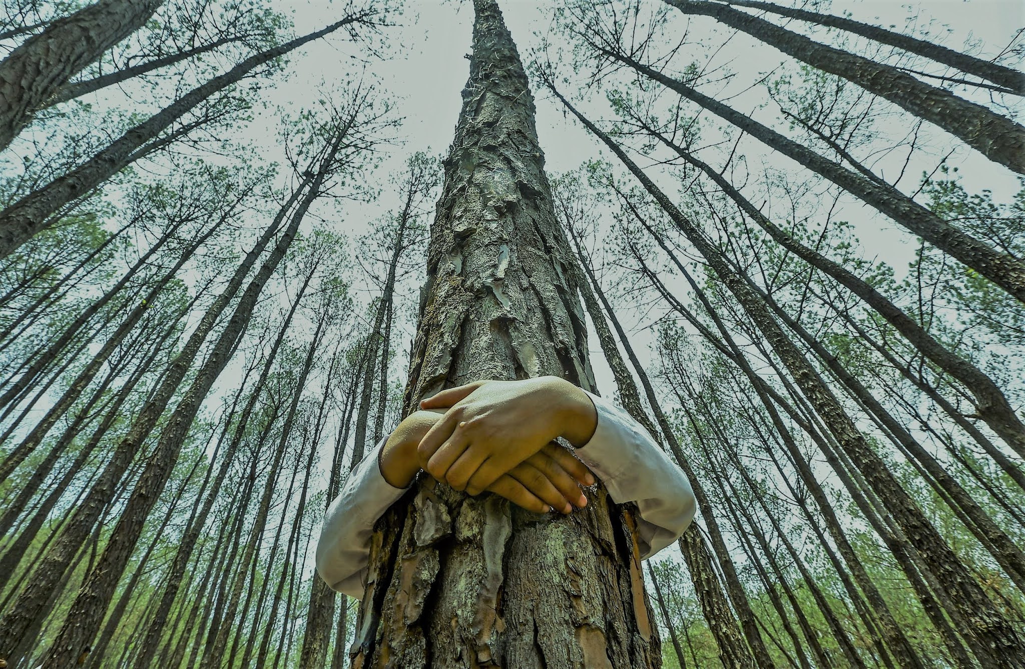 WIZARD'S MAGIC CRYSTAL: TREE HUGGING