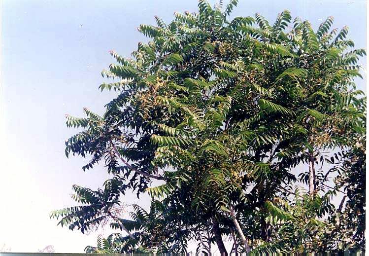 Tree of Heaven - Ailanthus excelsa