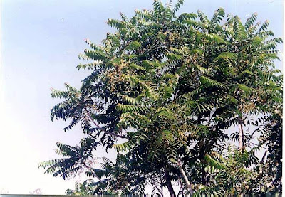 Tree of Heaven - Ailanthus excelsa
