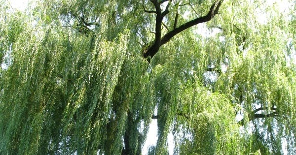 About Health: White willow