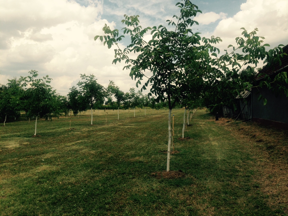 LIVADA DE NUCI POPOVICIU: 2017