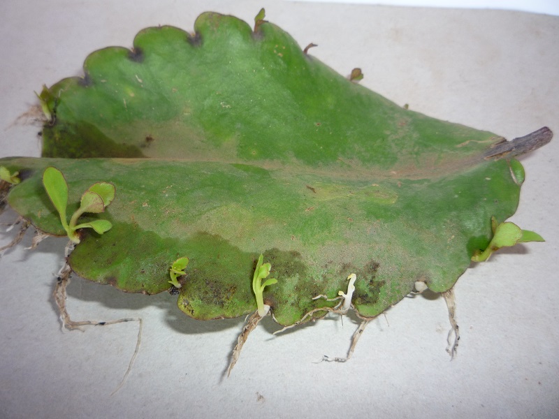 Welcome to Edusphere