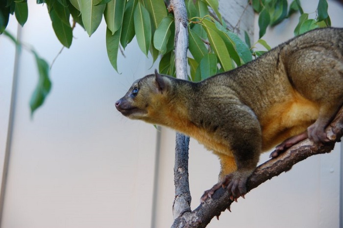 TVL: ANIMAL DA SEMANA - JUPARÁ