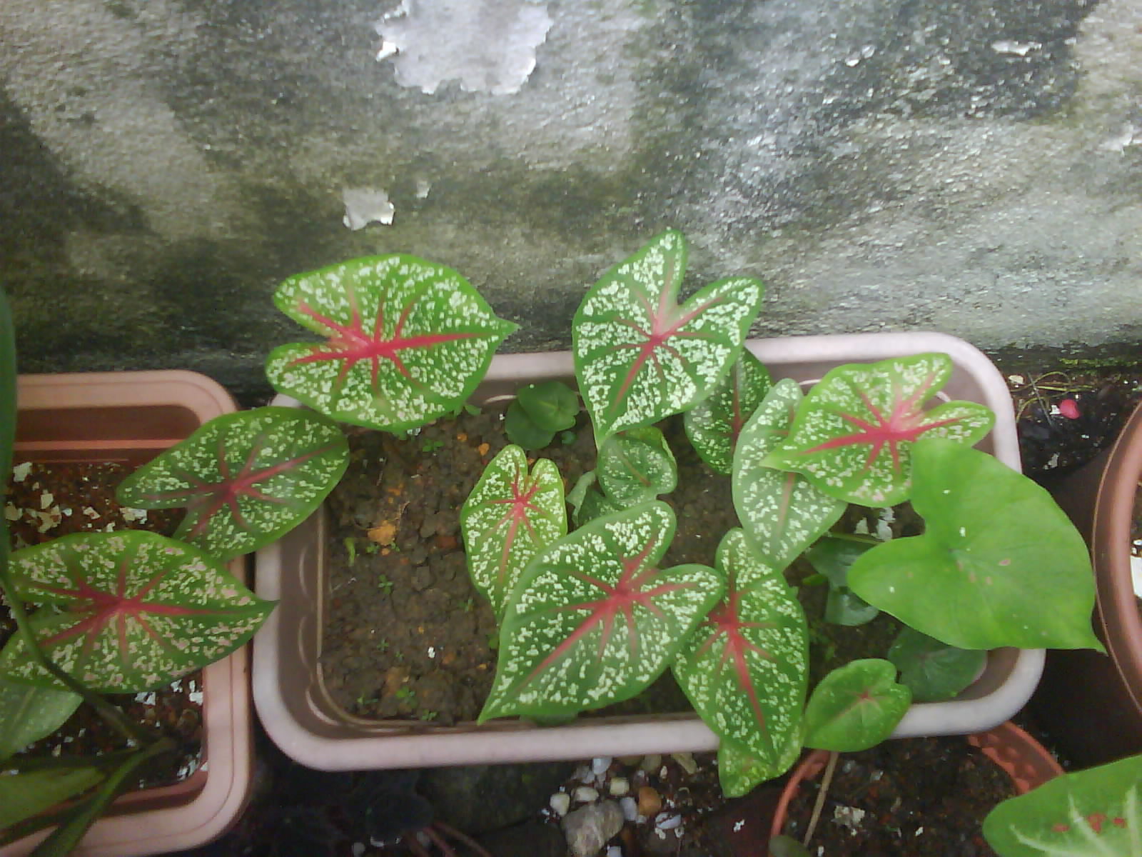 Garden Chronicles of James David: Fancy Leaved Caladium (Caladium Bicolor)