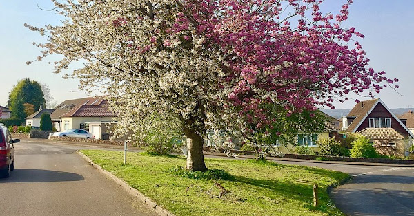 Graft Chimera | Amusing Planet