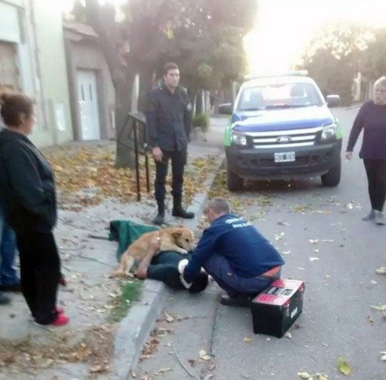 Loyal Dog Protects their Owner from any hurt - Picture Of The Day