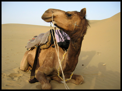 Camel | Facts and Nice Photos-Images | The Wildlife