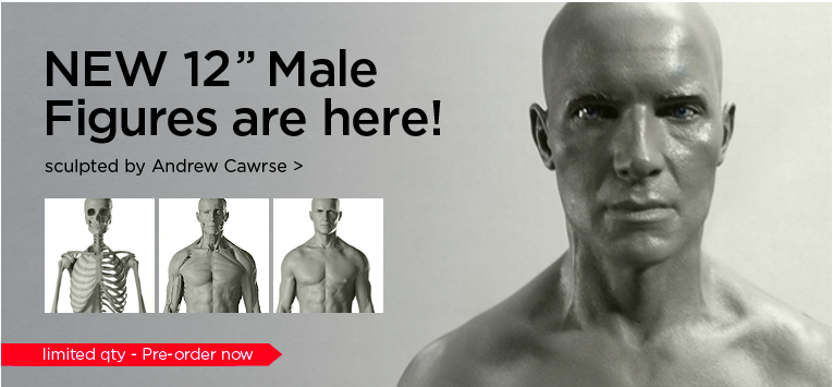 AnatomyTools.com: Announcing Brand New 12” Sculptures of the “Ideal Male”