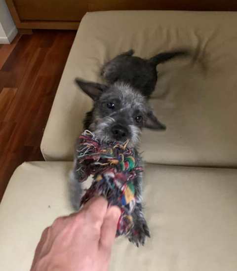 Adoptándonos: Roque, adorable cachorro barbincho en adopción muy ...