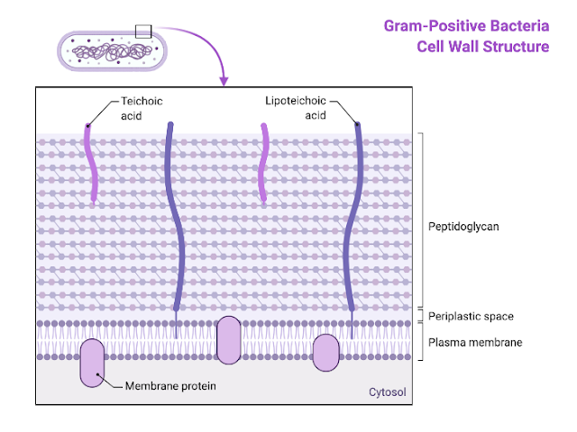 MICROBIOLOGY BLOG FOR STUDENTS (MBLOGSTU): Gram Positive Vs Gram ...